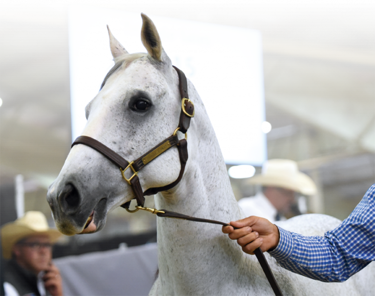 Spring Sale 2025 - Triangle Horse Sales