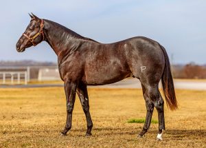 News – Triangle Horse Sales