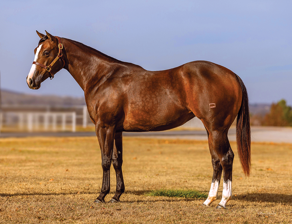 News – Triangle Horse Sales