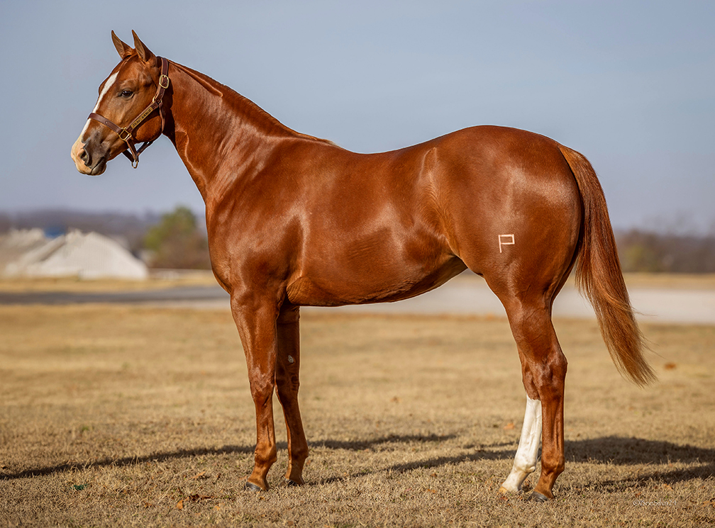 News – Triangle Horse Sales