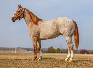 News – Triangle Horse Sales
