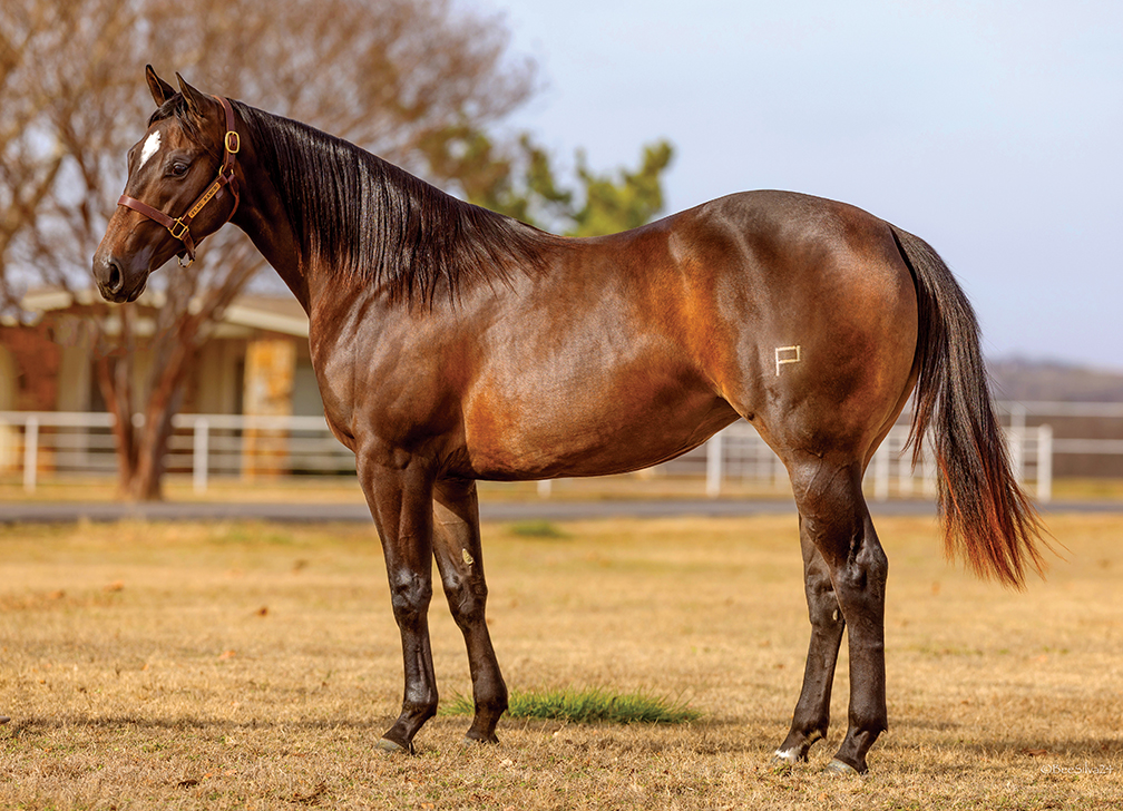 News – Triangle Horse Sales