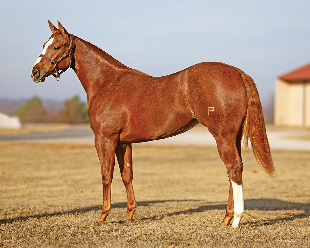 News – Triangle Horse Sales