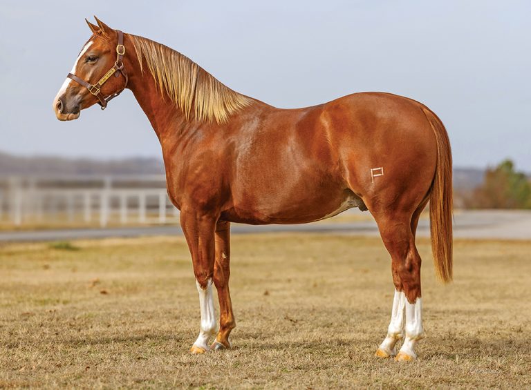 News – Triangle Horse Sales