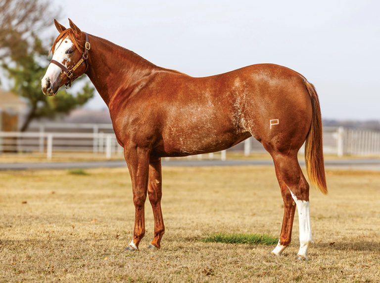 News – Triangle Horse Sales