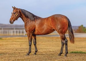 News – Triangle Horse Sales