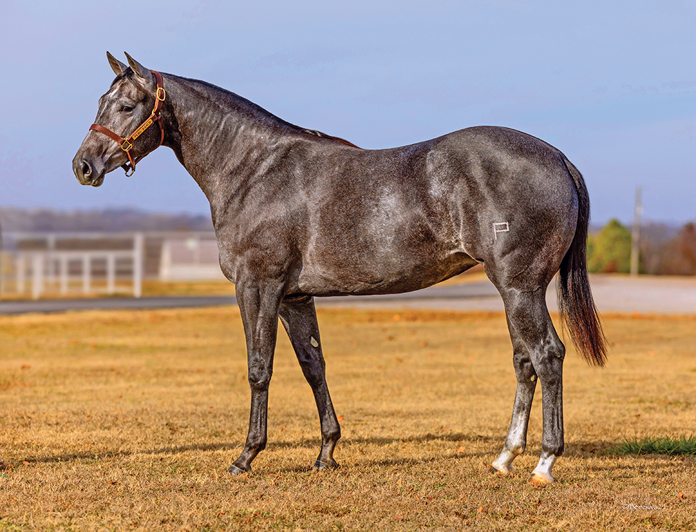 News – Triangle Horse Sales