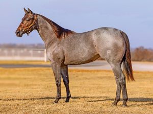 News – Triangle Horse Sales