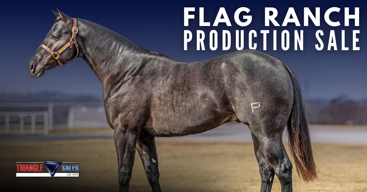 News – Triangle Horse Sales