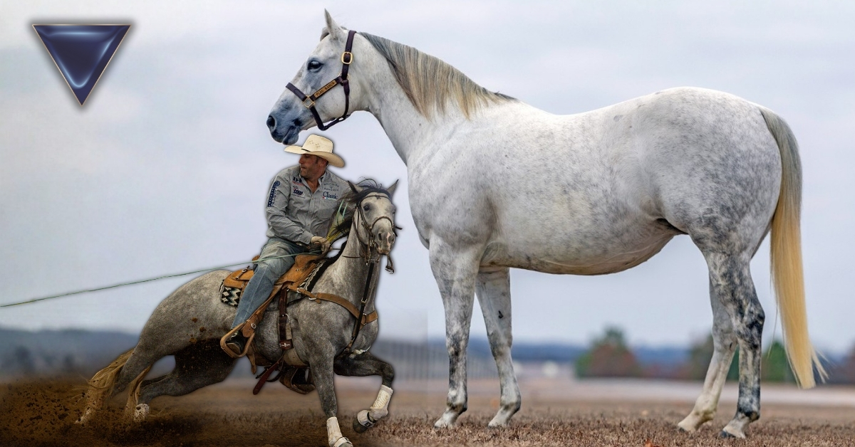 Flag Ranch Rope Horse Broodmare Dispersal at the Triangle Winter Sale ...