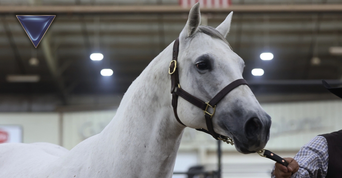Broad Demand and Proven Bloodlines Drive 43rd Triangle Winter Sale ...